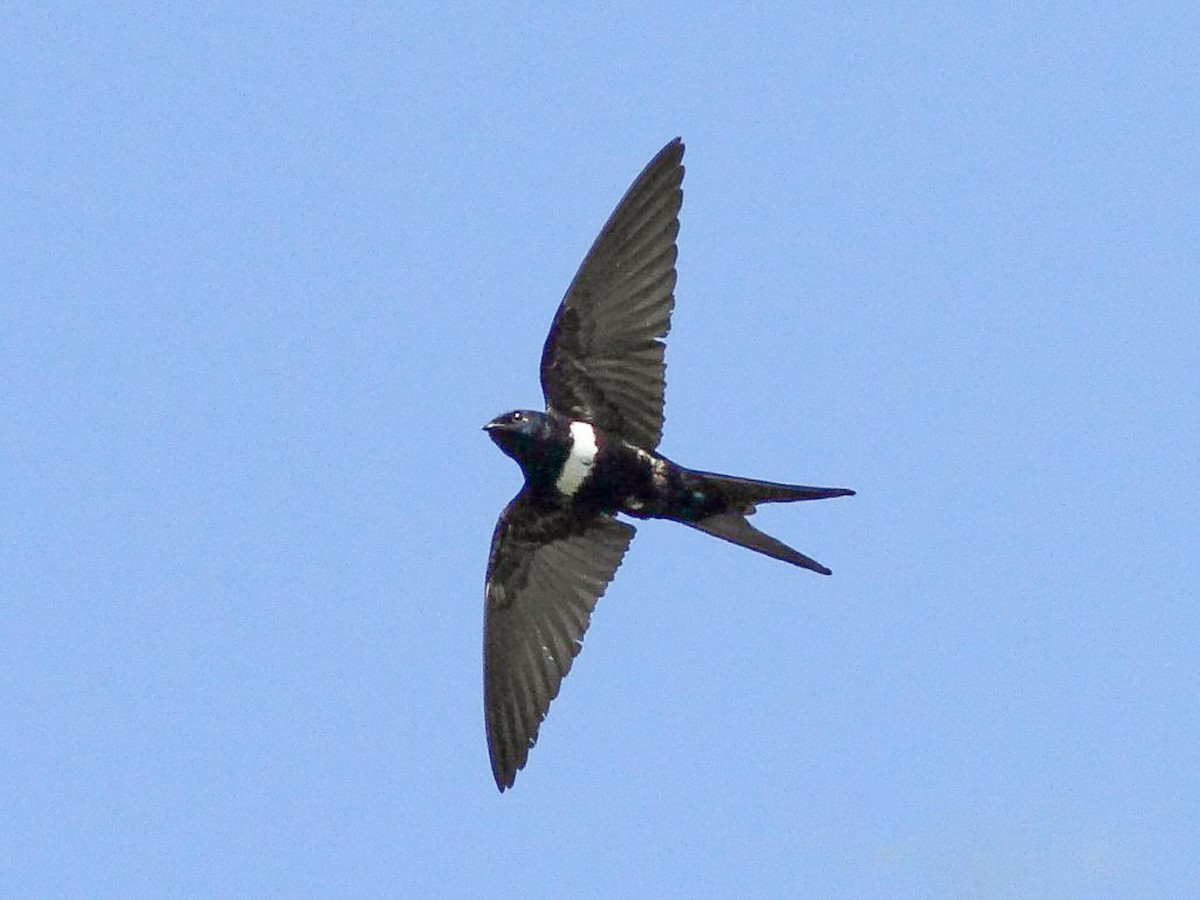 White-banded Swallow - Atticora fasciata - Birds of the World