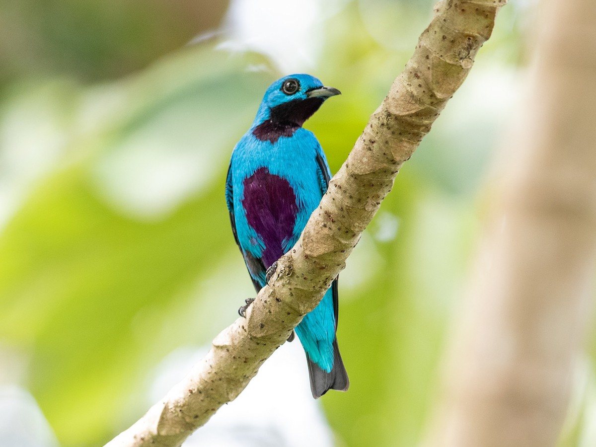 Blue Cotinga - Cotinga nattererii - Birds of the World