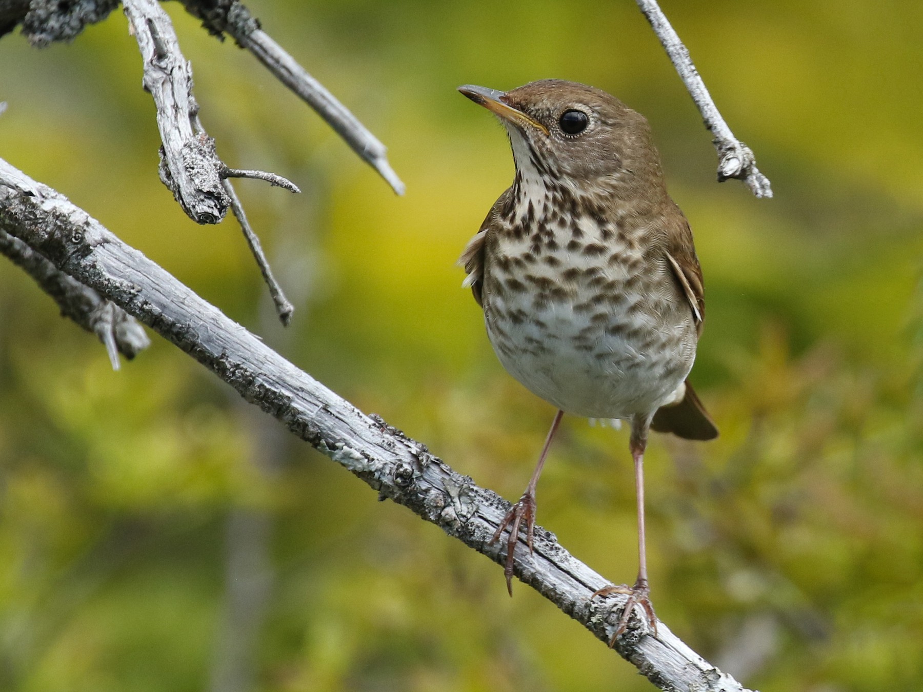 Bicknell's Thrush - eBird