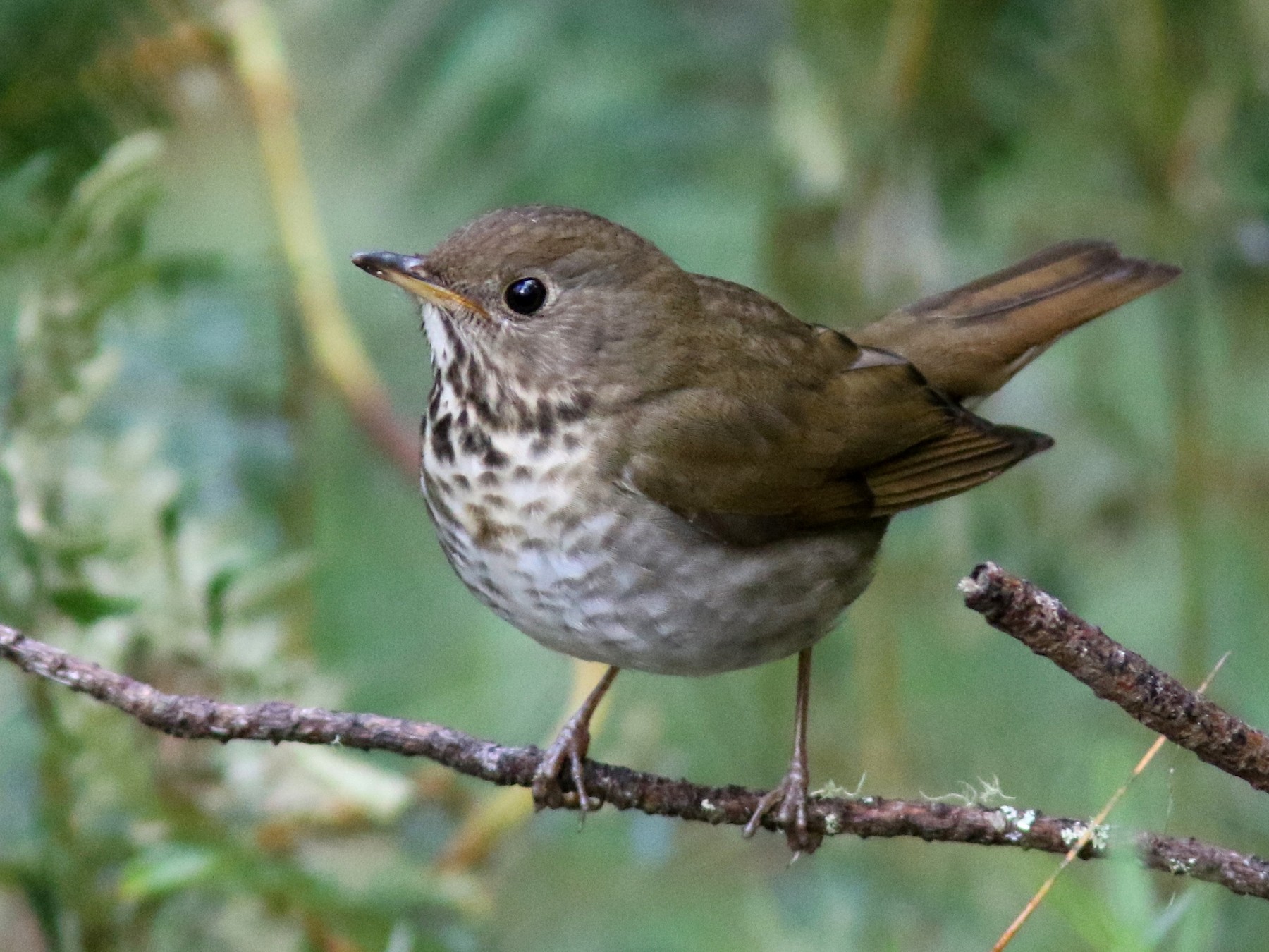 Bicknell's Thrush - eBird