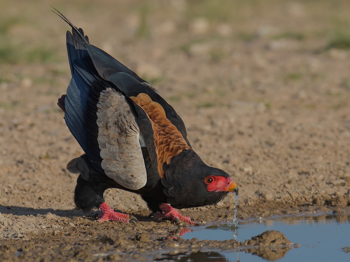 Bateleur - Terathopius ecaudatus - Birds of the World