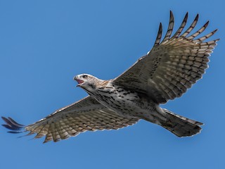 Changeable Hawk-Eagle - Nisaetus cirrhatus - Birds of the World