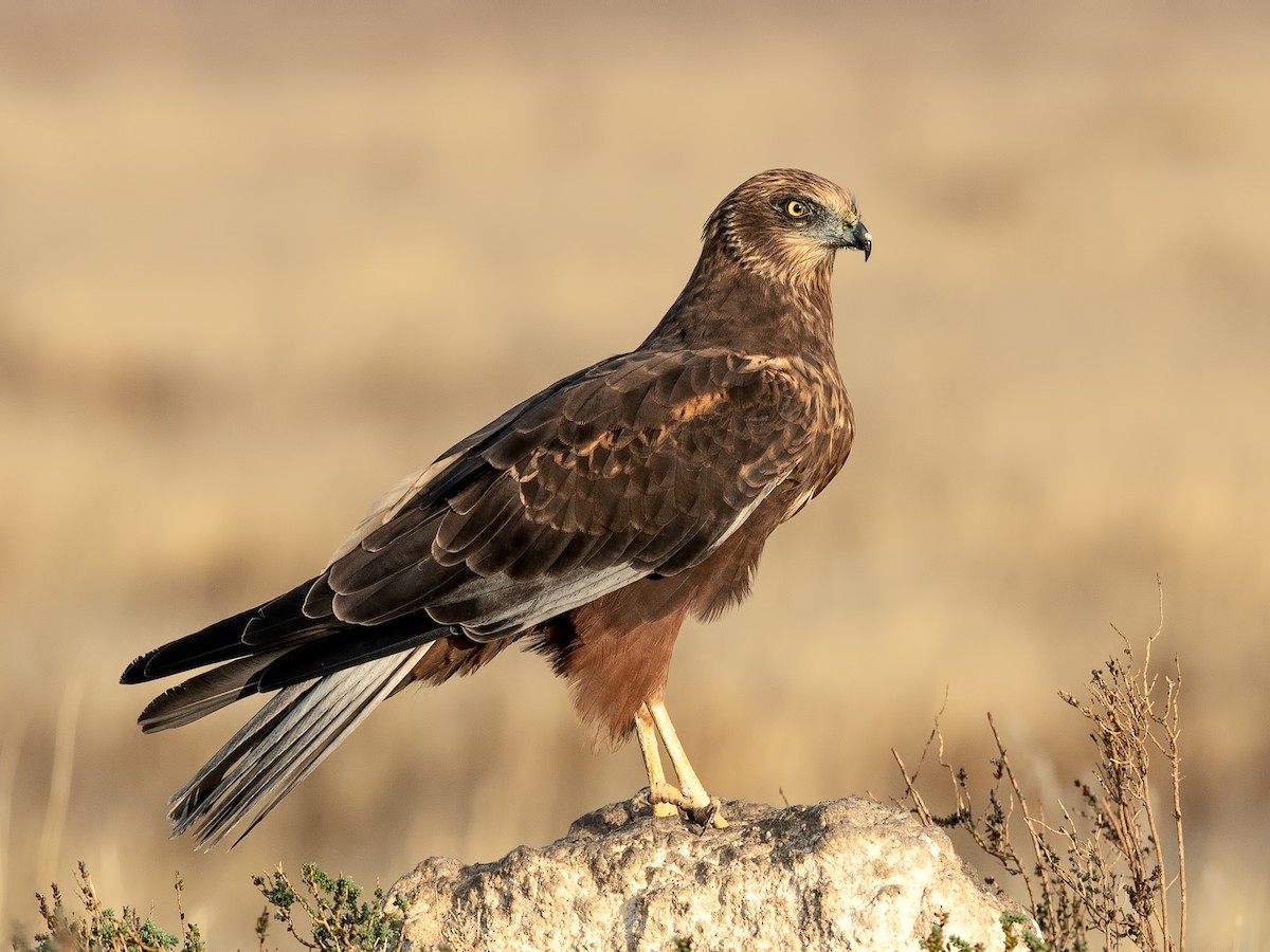 Western Marsh Harrier - Circus aeruginosus - Birds of the World