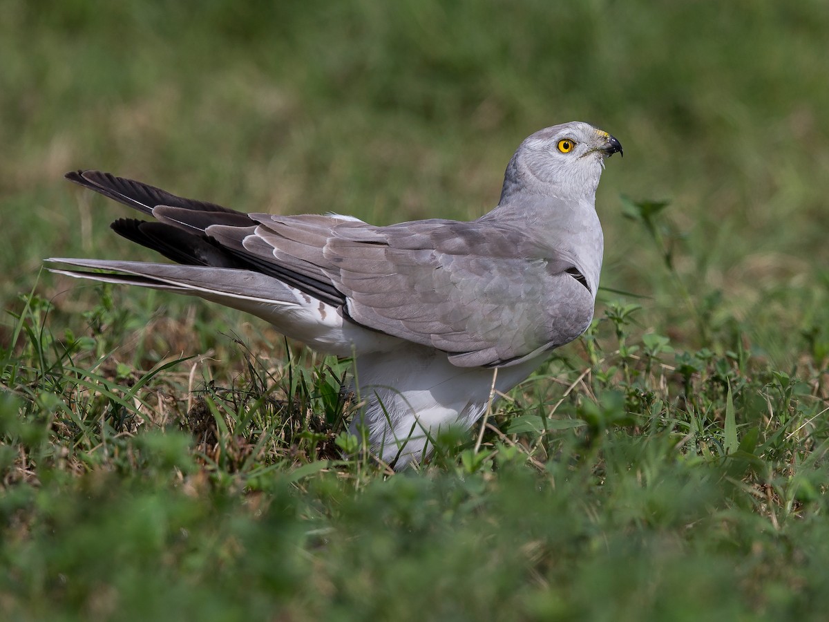 Pallid Harrier - Circus macrourus - Birds of the World