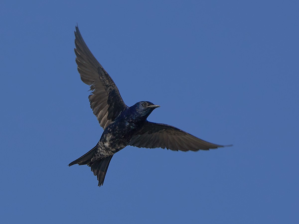 Southern Martin - Progne elegans - Birds of the World