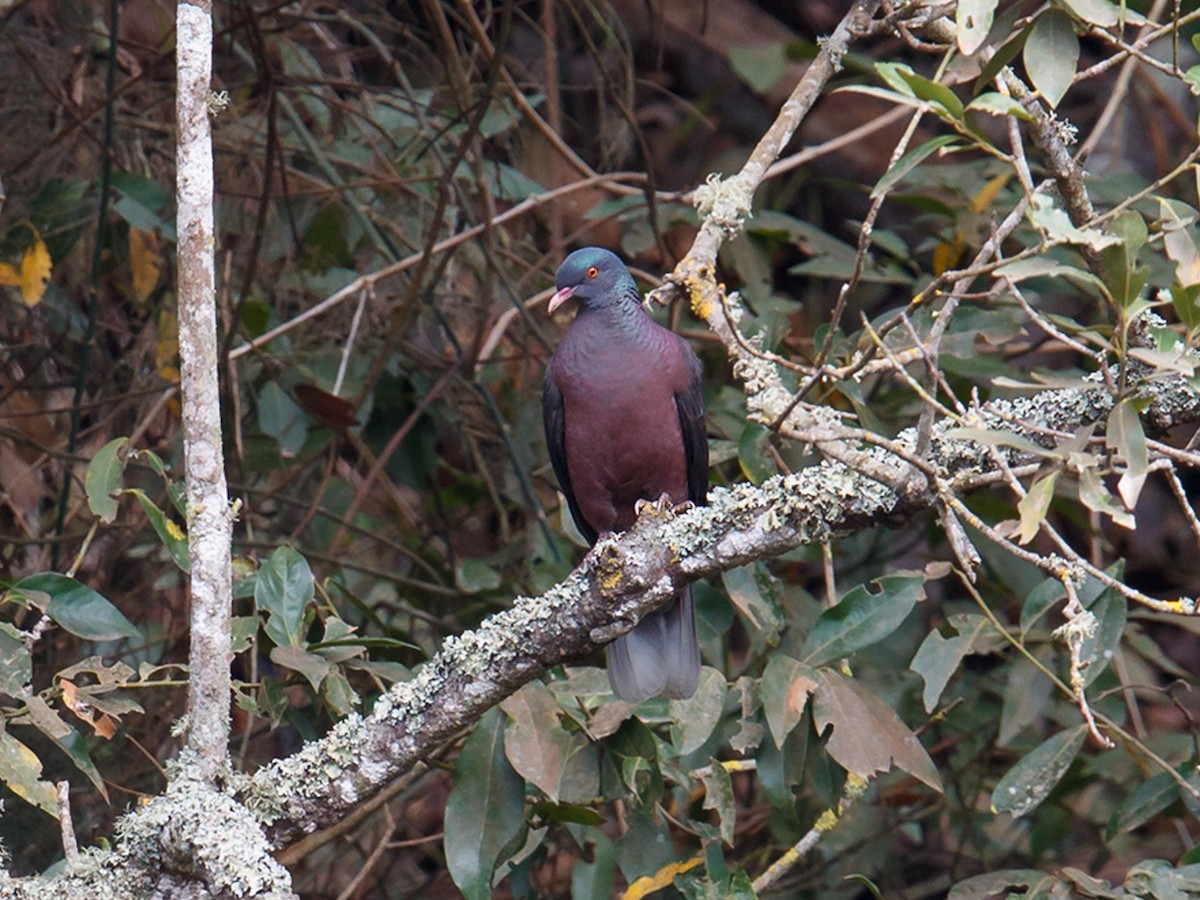 Laurel Pigeon - Columba junoniae - Birds of the World
