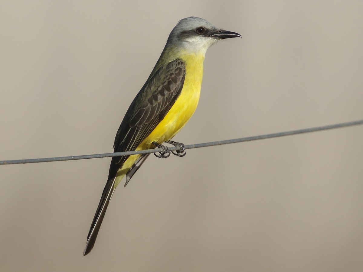 White-throated Kingbird - Tyrannus albogularis - Birds of the World