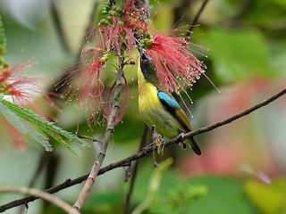 Metallic-winged Sunbird - Aethopyga pulcherrima - Birds of the World