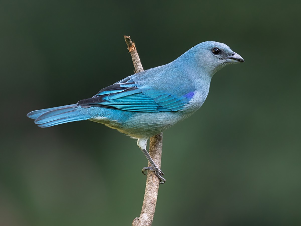 Azure-shouldered Tanager - Thraupis cyanoptera - Birds of the World