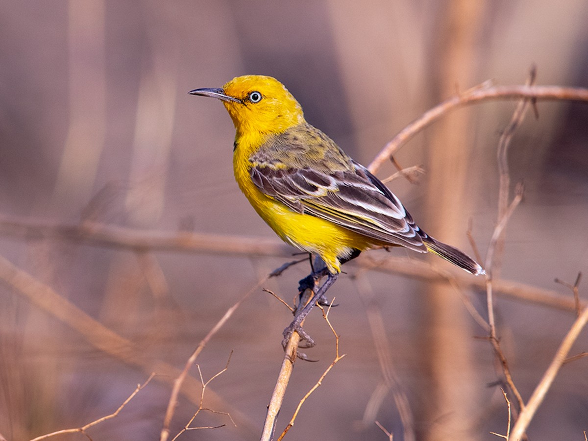 Yellow Chat - Epthianura crocea - Birds of the World