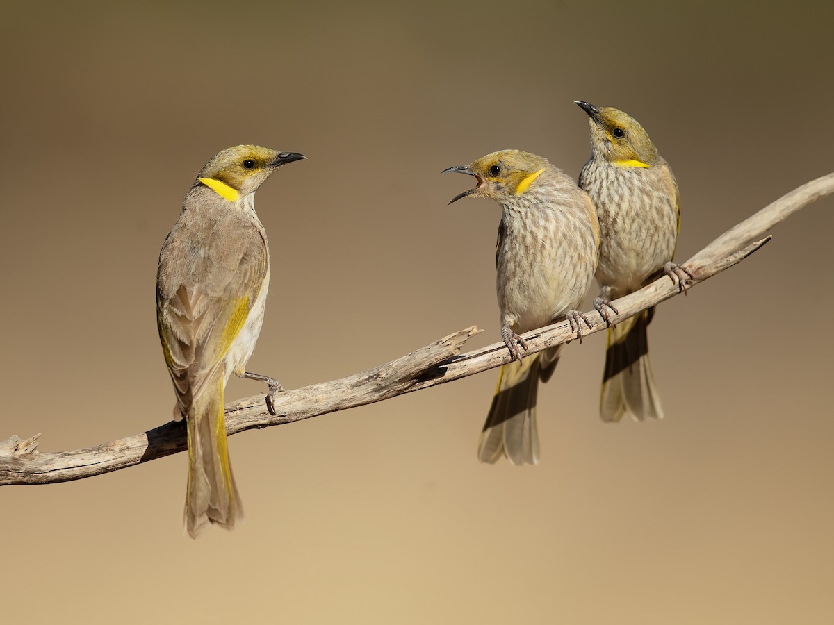 Yellow-plumed Honeyeater - Ptilotula ornata - Birds of the World