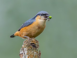White-tailed Nuthatch - Sitta himalayensis - Birds of the World