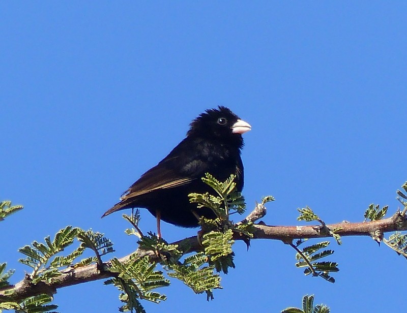 Purple Indigobird - Vidua purpurascens - Birds of the World