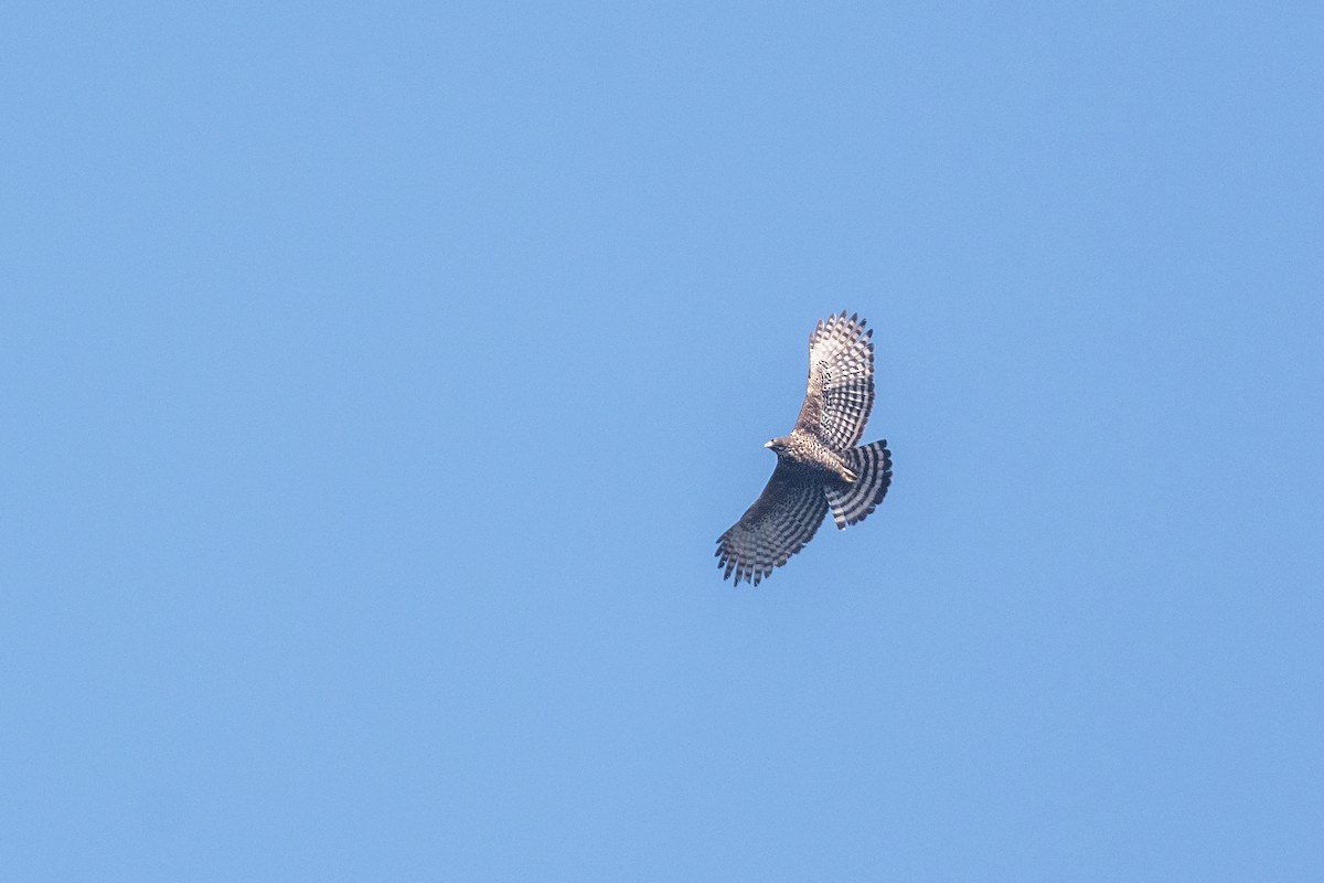 eBird Checklist - 30 Jan 2021 - Shivapuri-Nagarjun National Park - Nagi ...