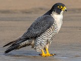 Peregrine Falcon - Abundance map: Post-breeding migration - eBird ...