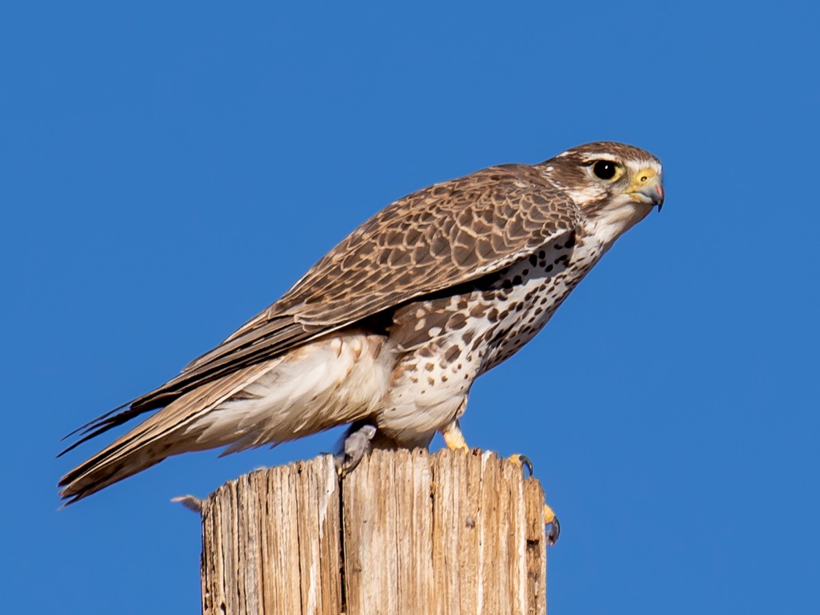 Halcón Mexicano - eBird
