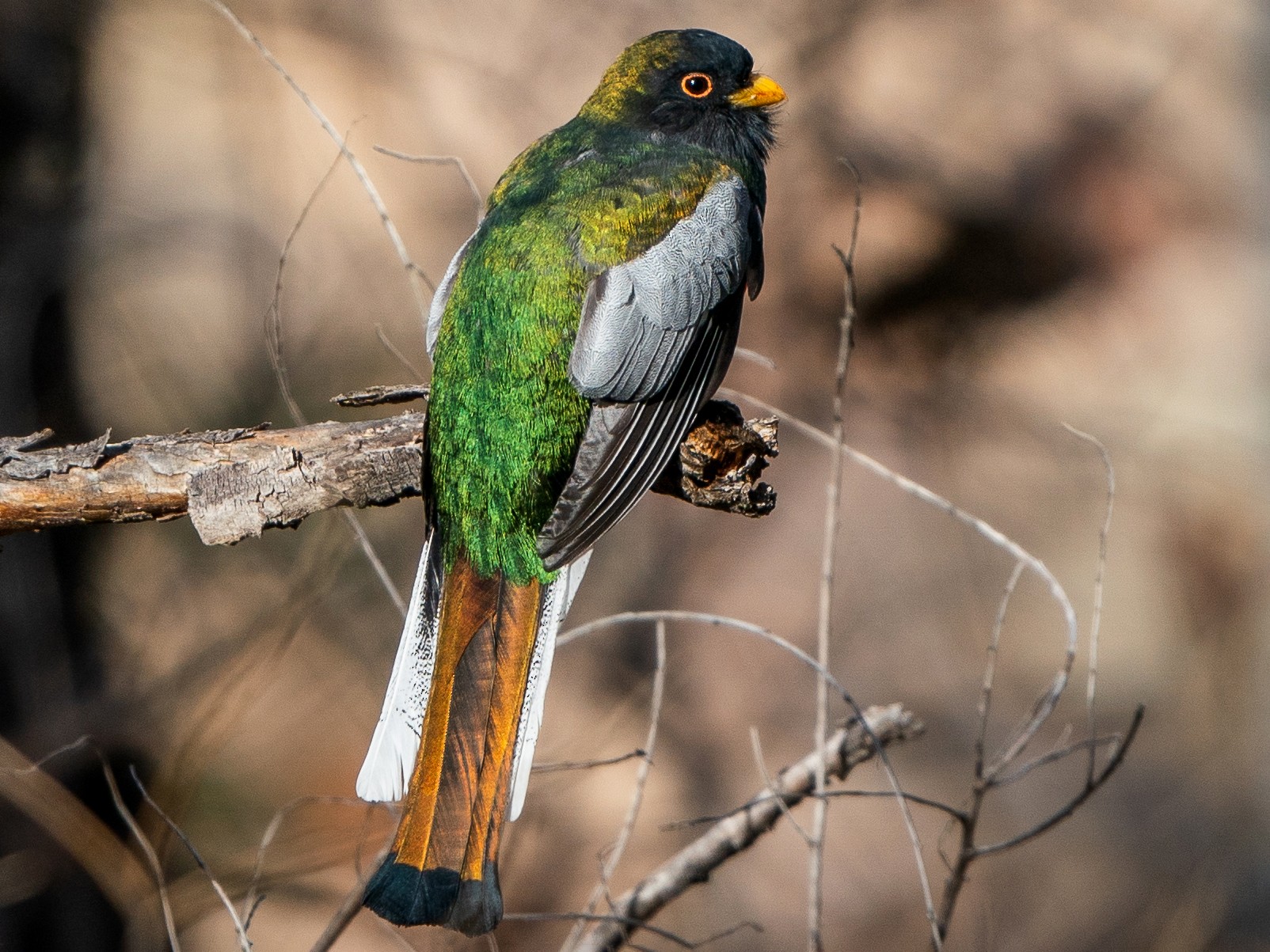 Elegant Trogon - eBird