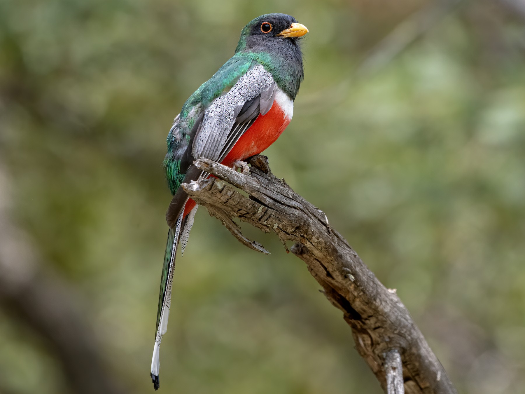 Elegant Trogon - eBird