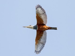 Ringed Kingfisher - eBird