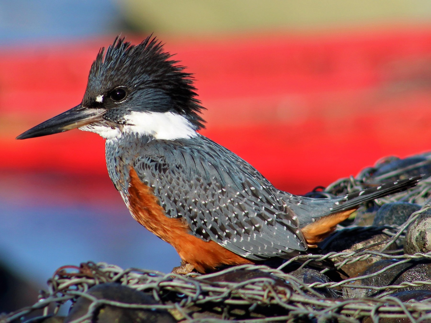 Martín Gigante Neotropical - eBird