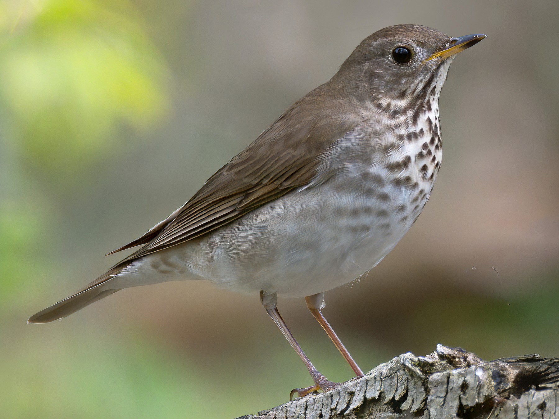 Gray-cheeked Thrush - eBird