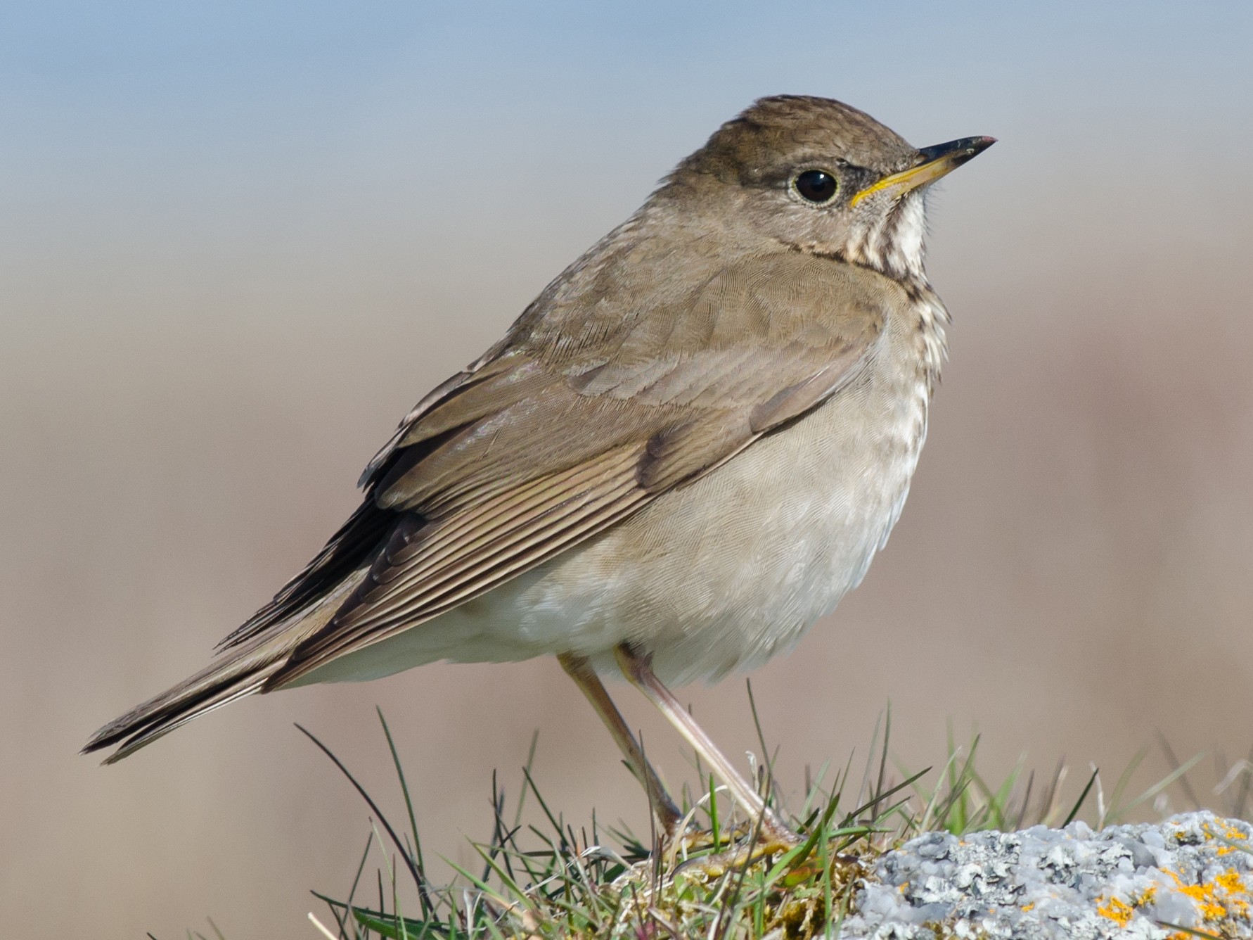 Gray-cheeked Thrush - eBird
