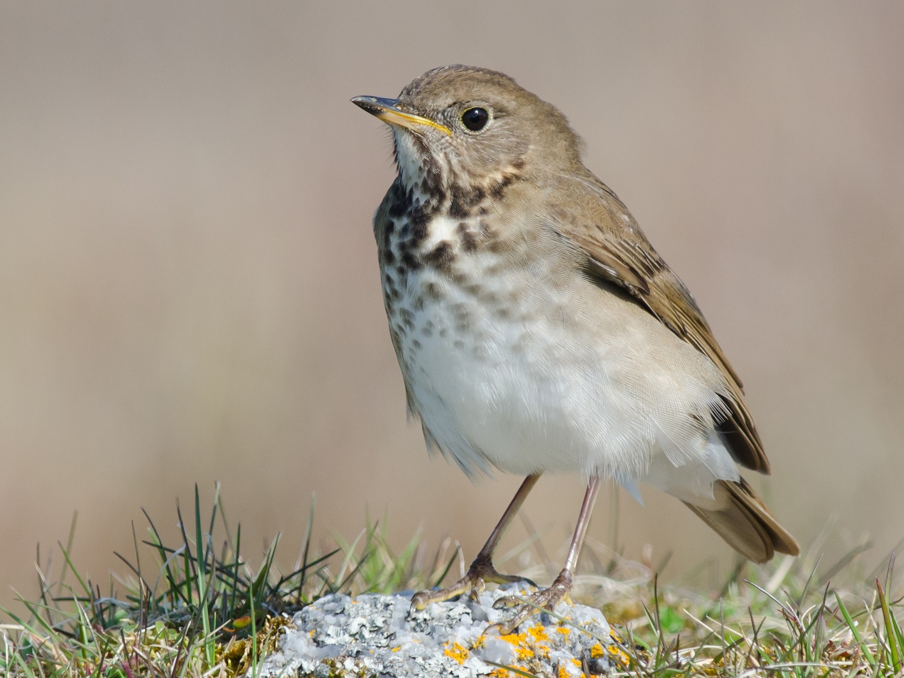 Gray-cheeked Thrush - eBird