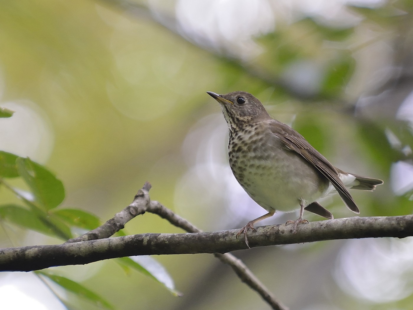 Grey-cheeked Thrush - eBird