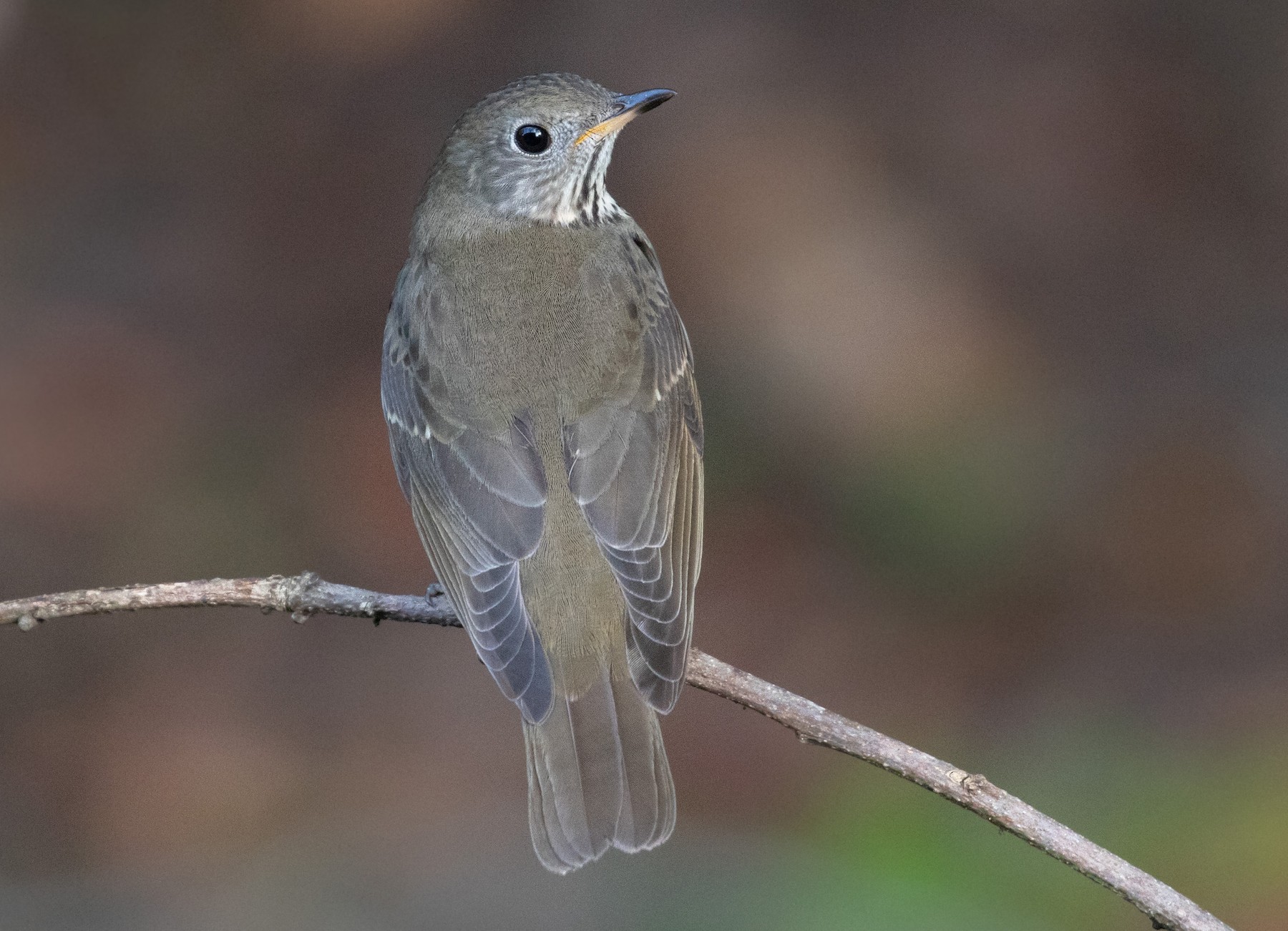 Gray-cheeked Thrush - eBird