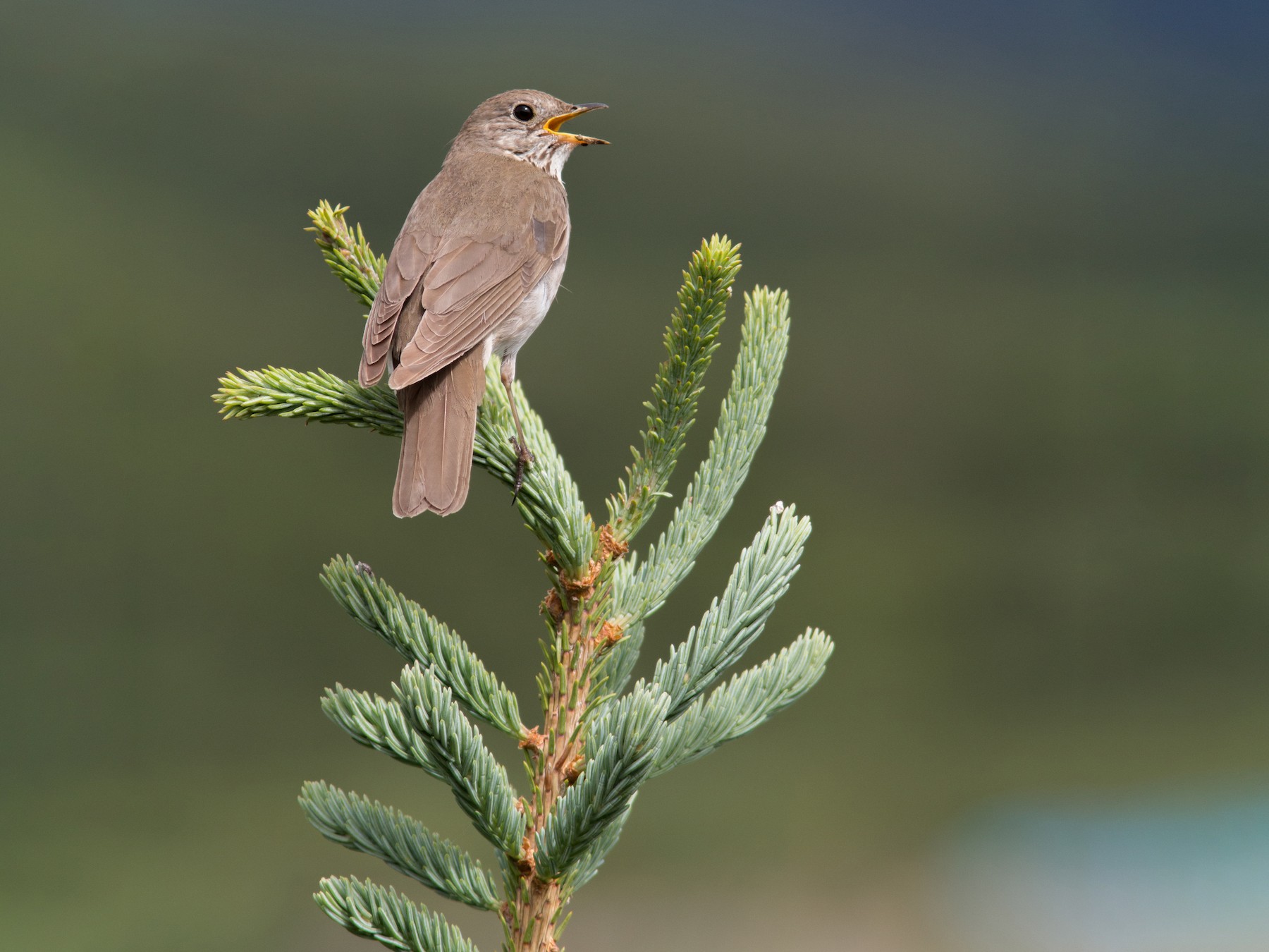 Gray-cheeked Thrush - eBird