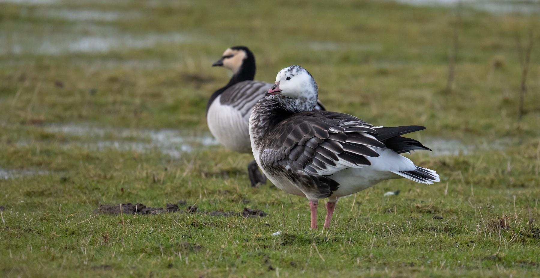 Ross's x Barnacle Goose (hybrid) - eBird