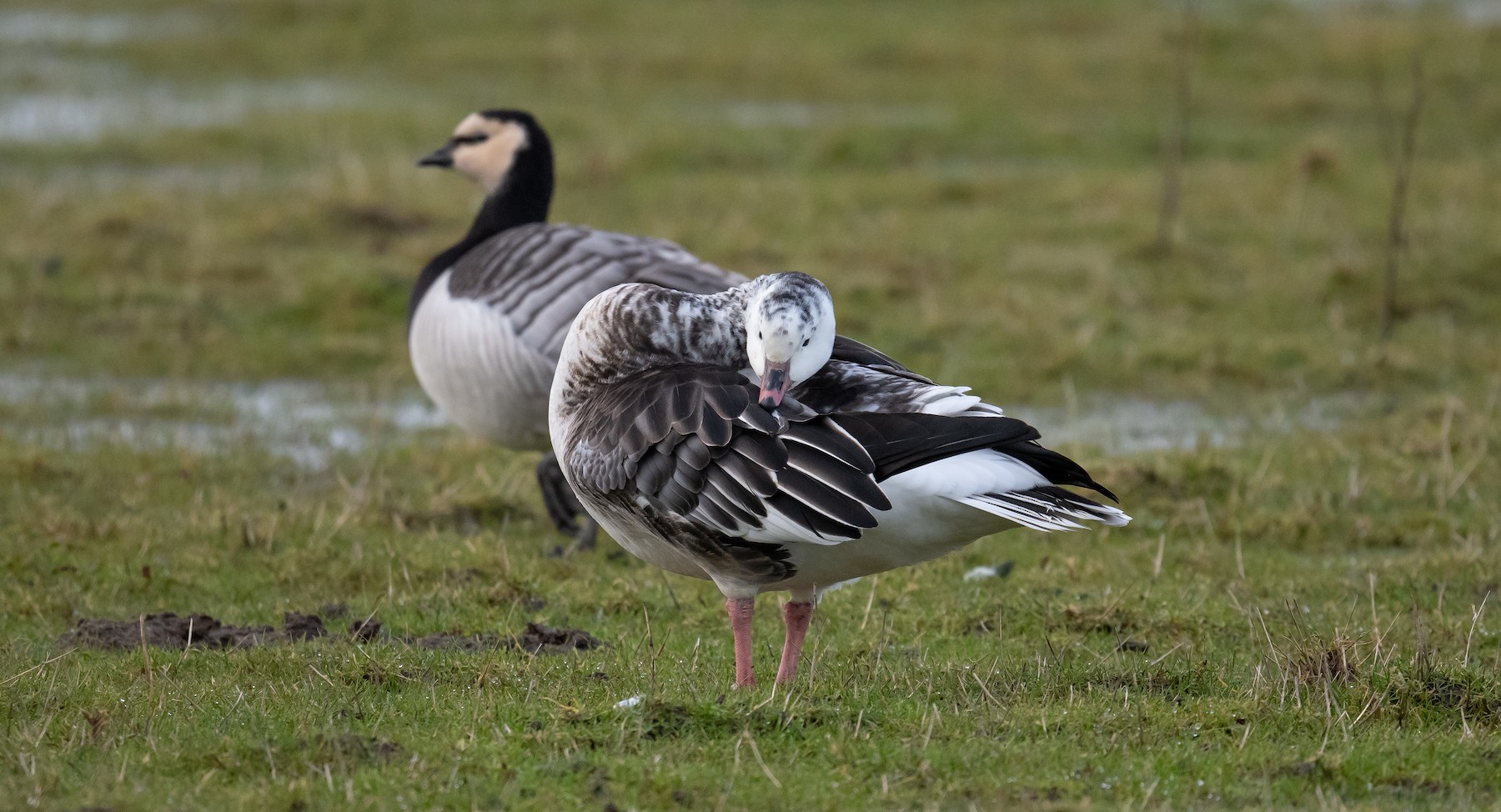 Ross's x Barnacle Goose (hybrid) - eBird