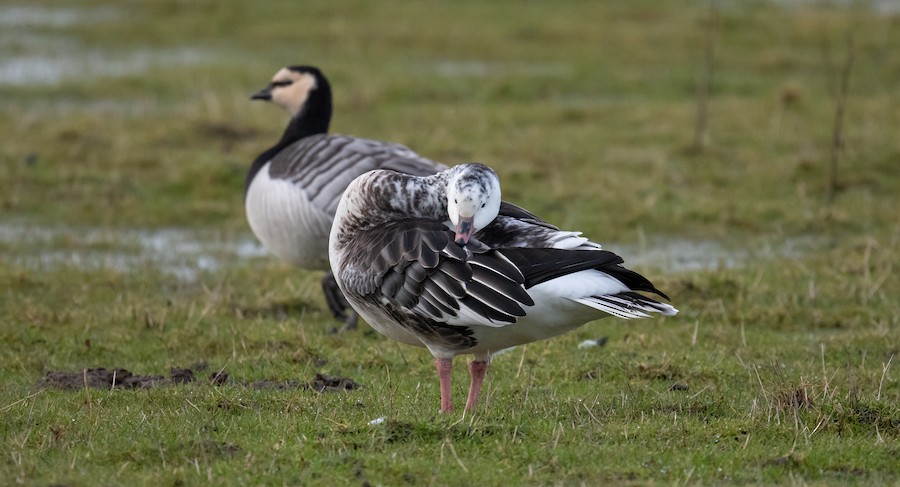 Ross's x Barnacle Goose (hybrid) - eBird