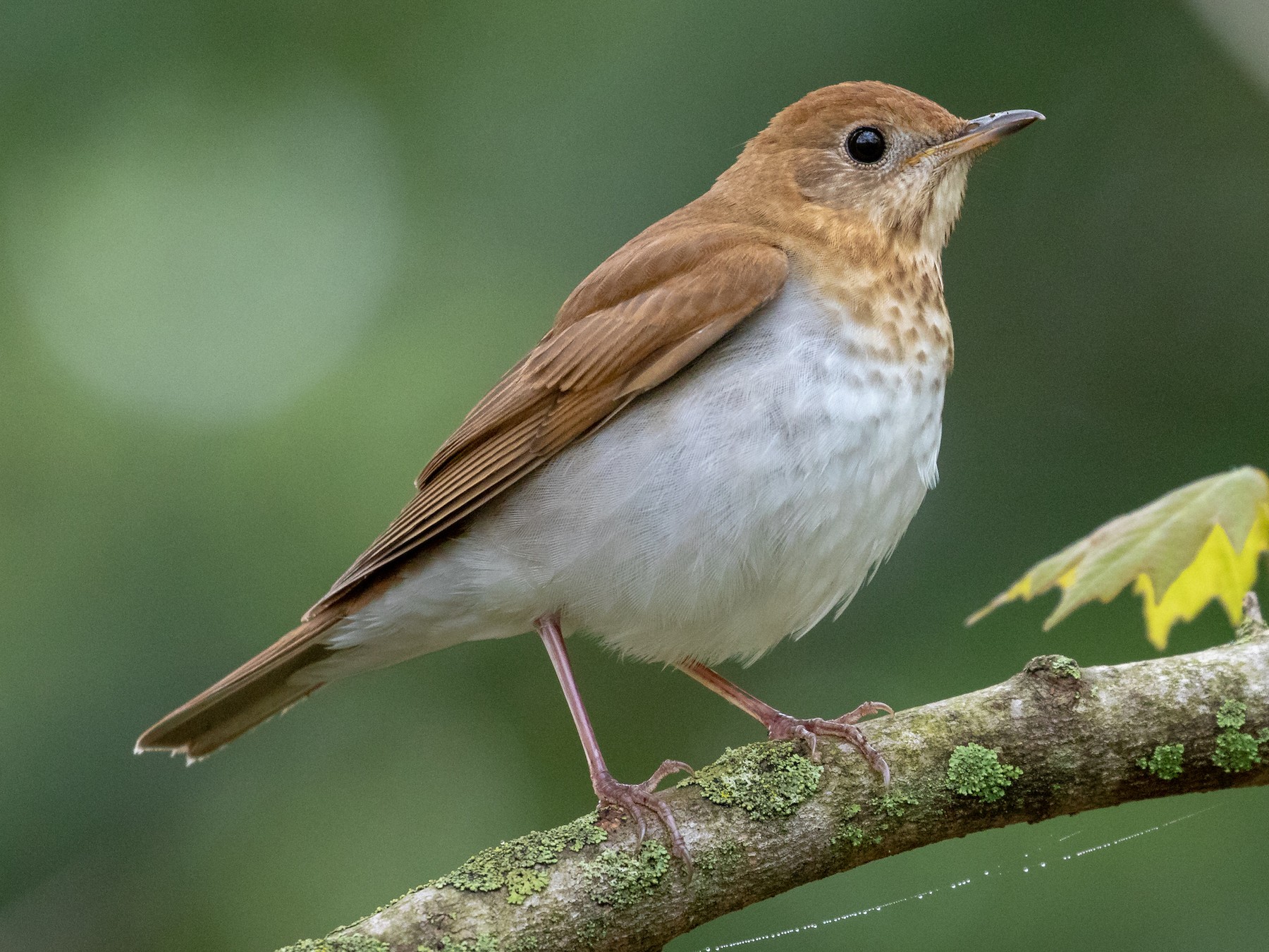 Juvenile Veery