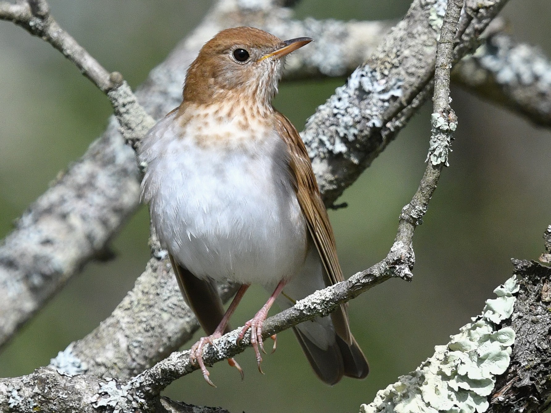 Veery Bird