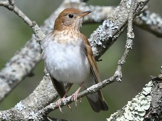 Veery - eBird