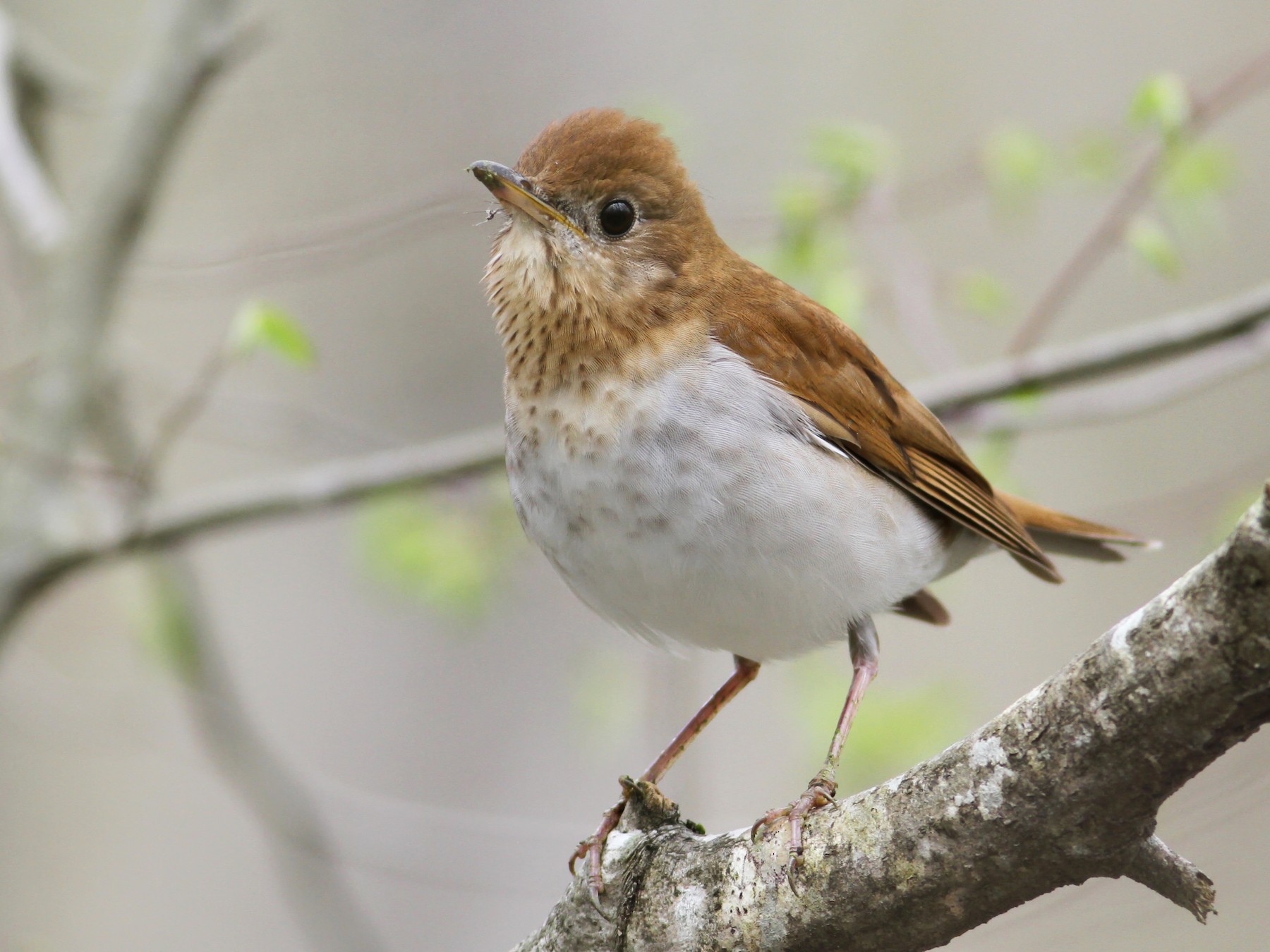 Veery Bird