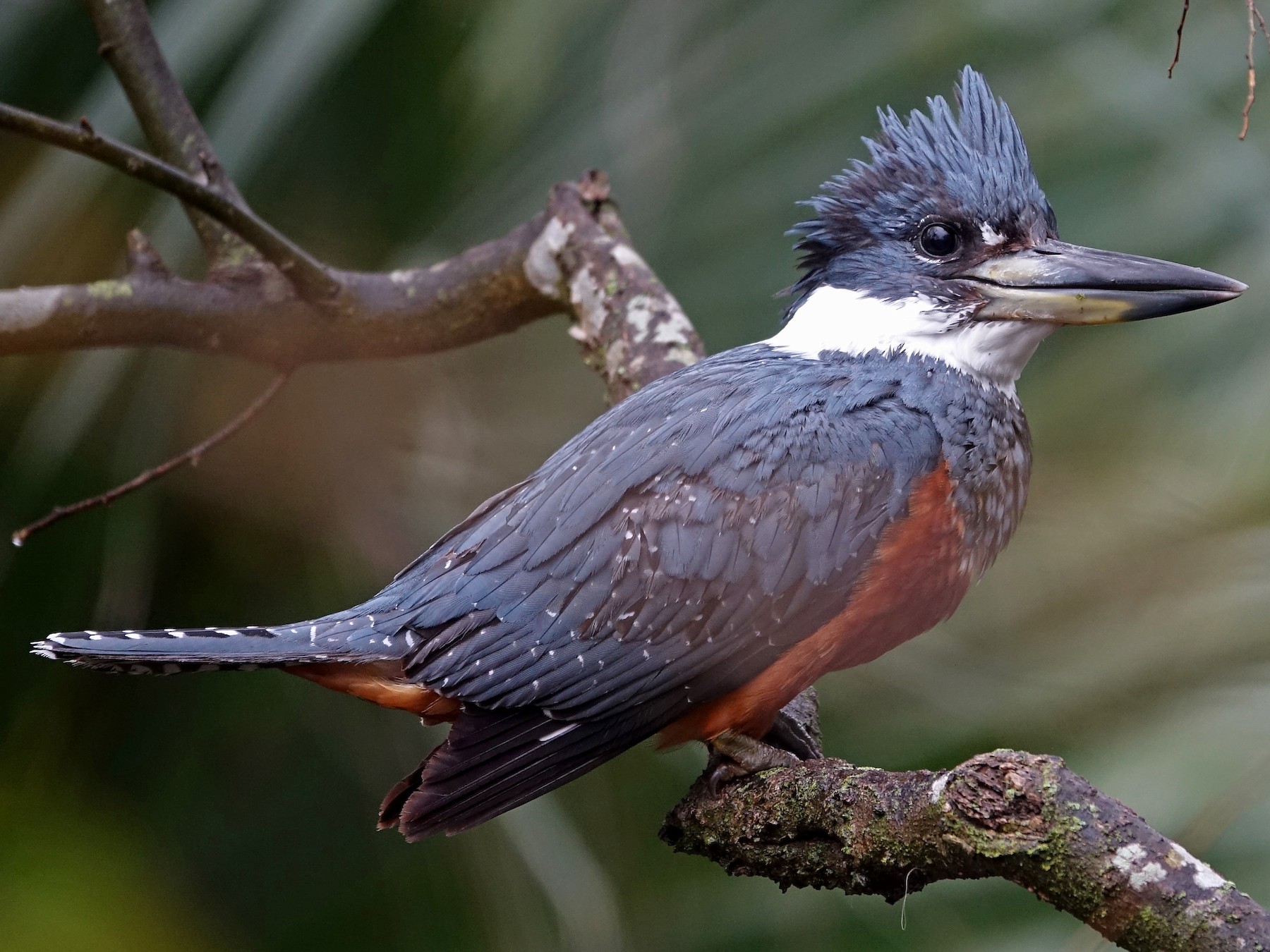 Martín Pescador Grande - eBird