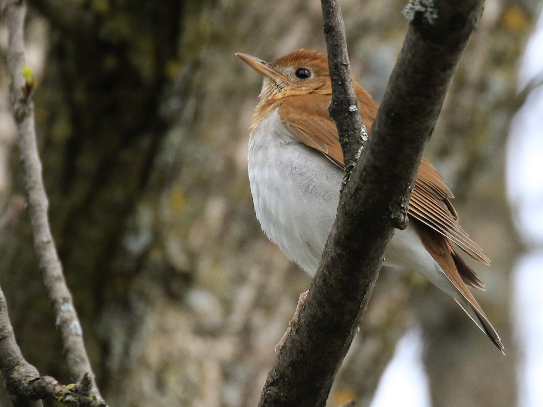 Juvenile Veery