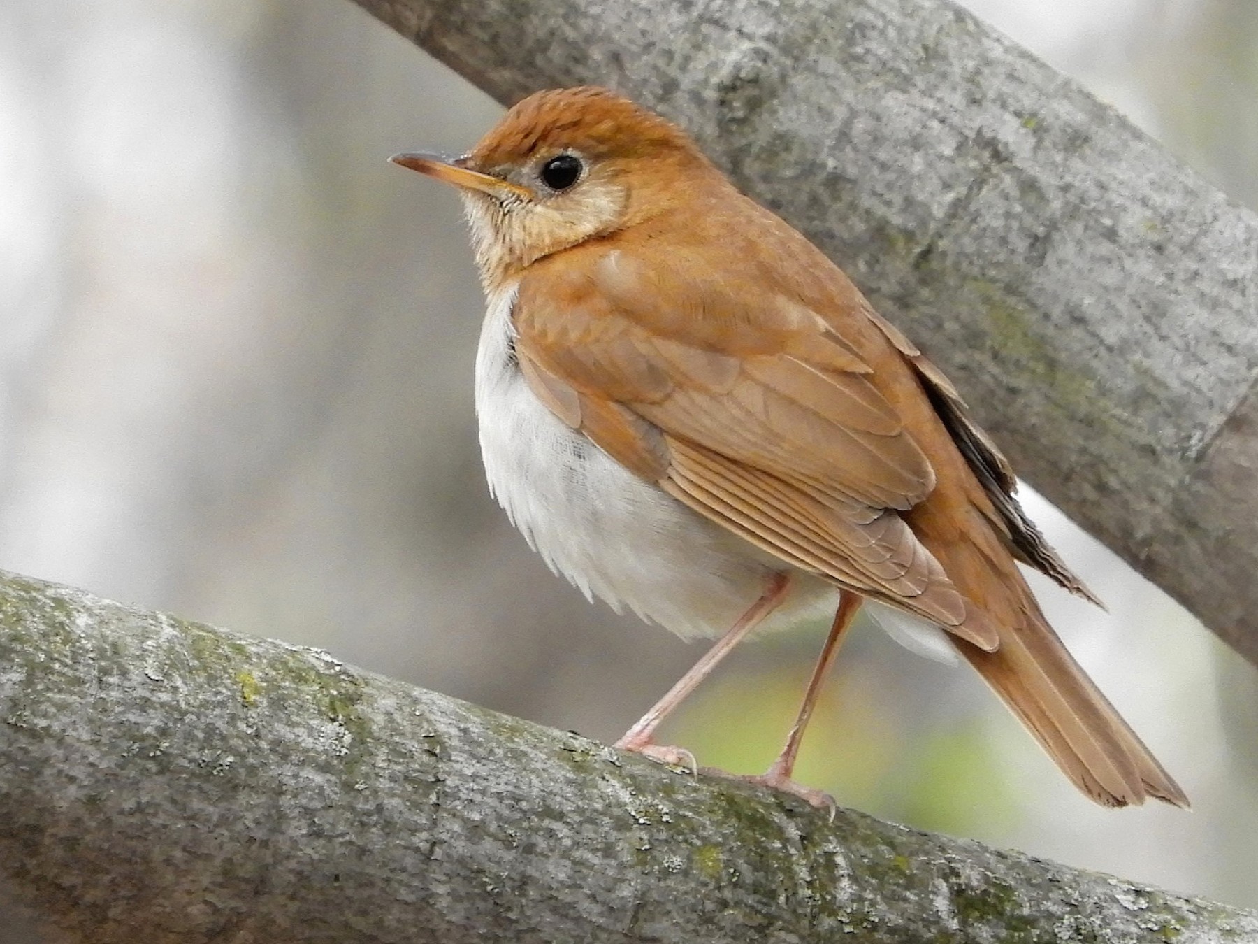 Veery - eBird