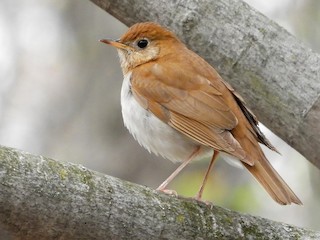 Veery - eBird