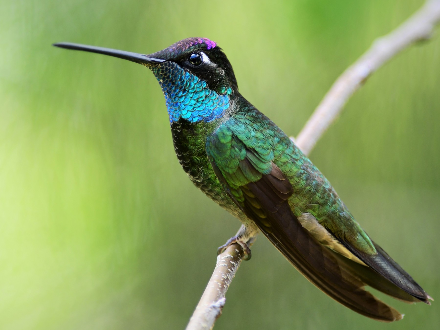 Rivoli's Hummingbird - eBird