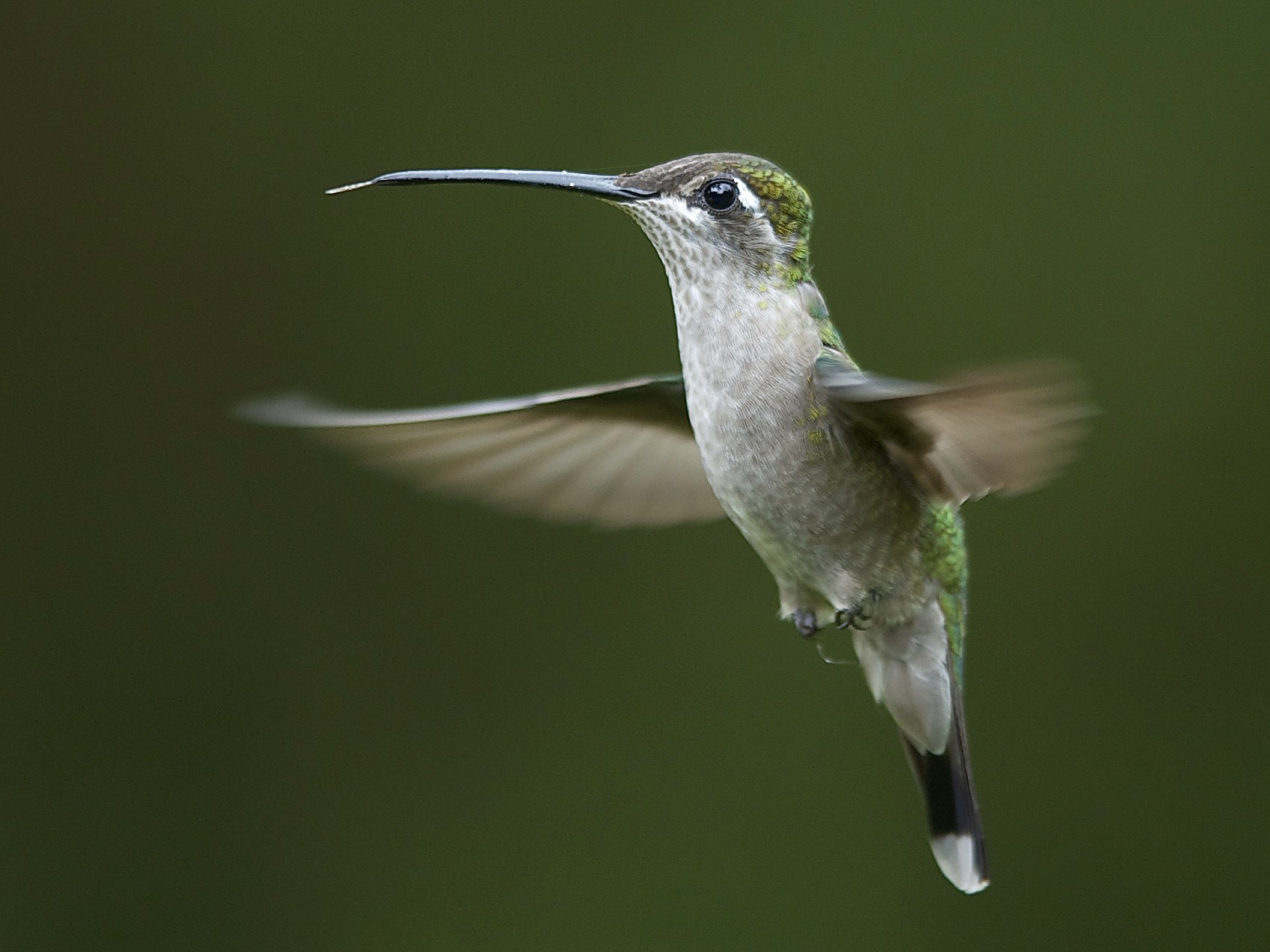 Rivoli's Hummingbird - eBird
