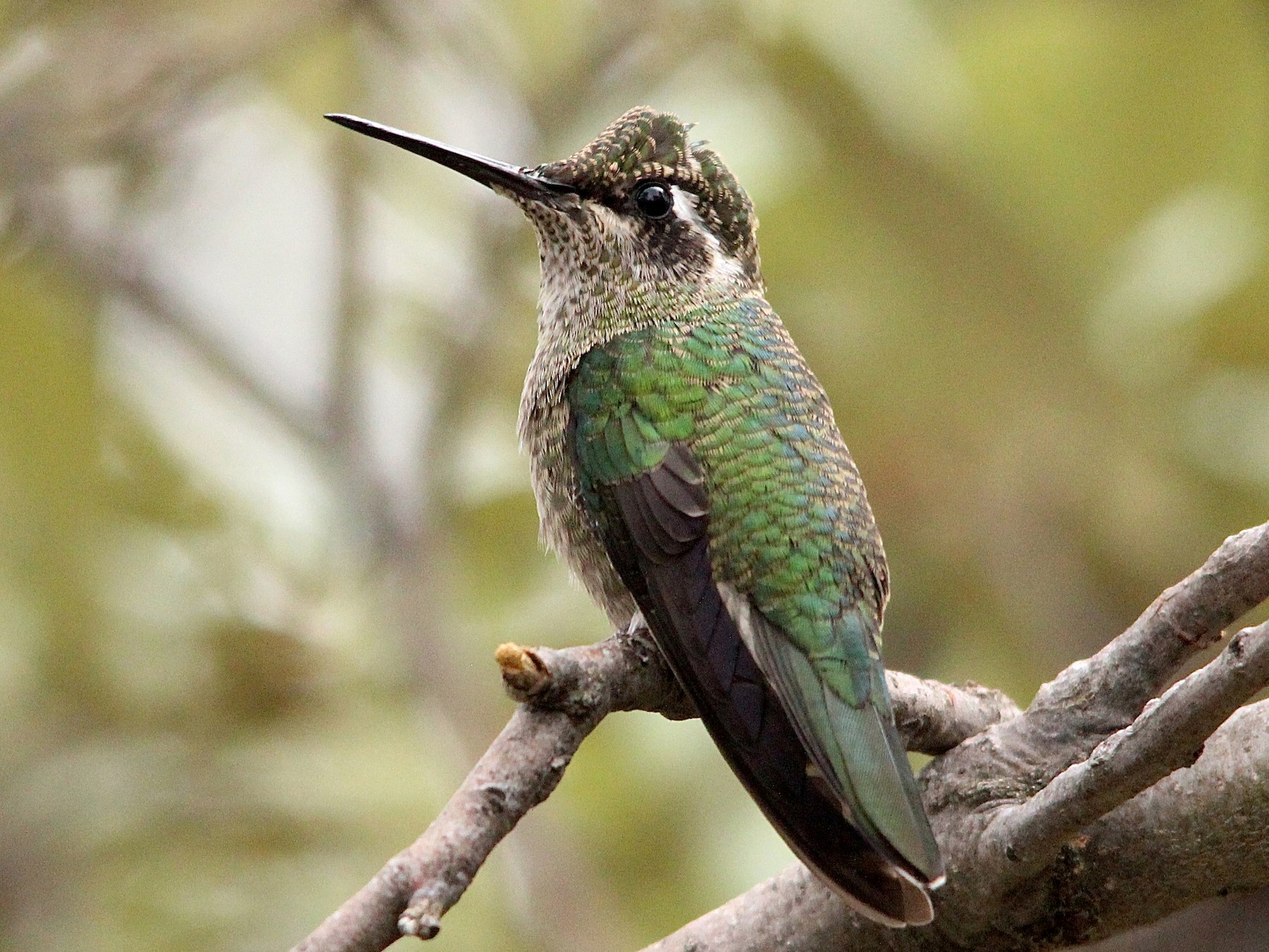 Rivoli's Hummingbird - eBird