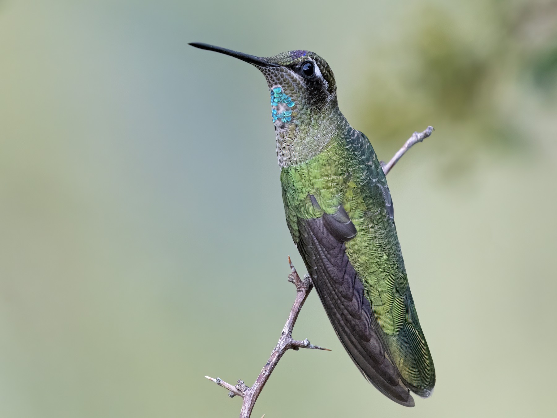Rivoli's Hummingbird - eBird