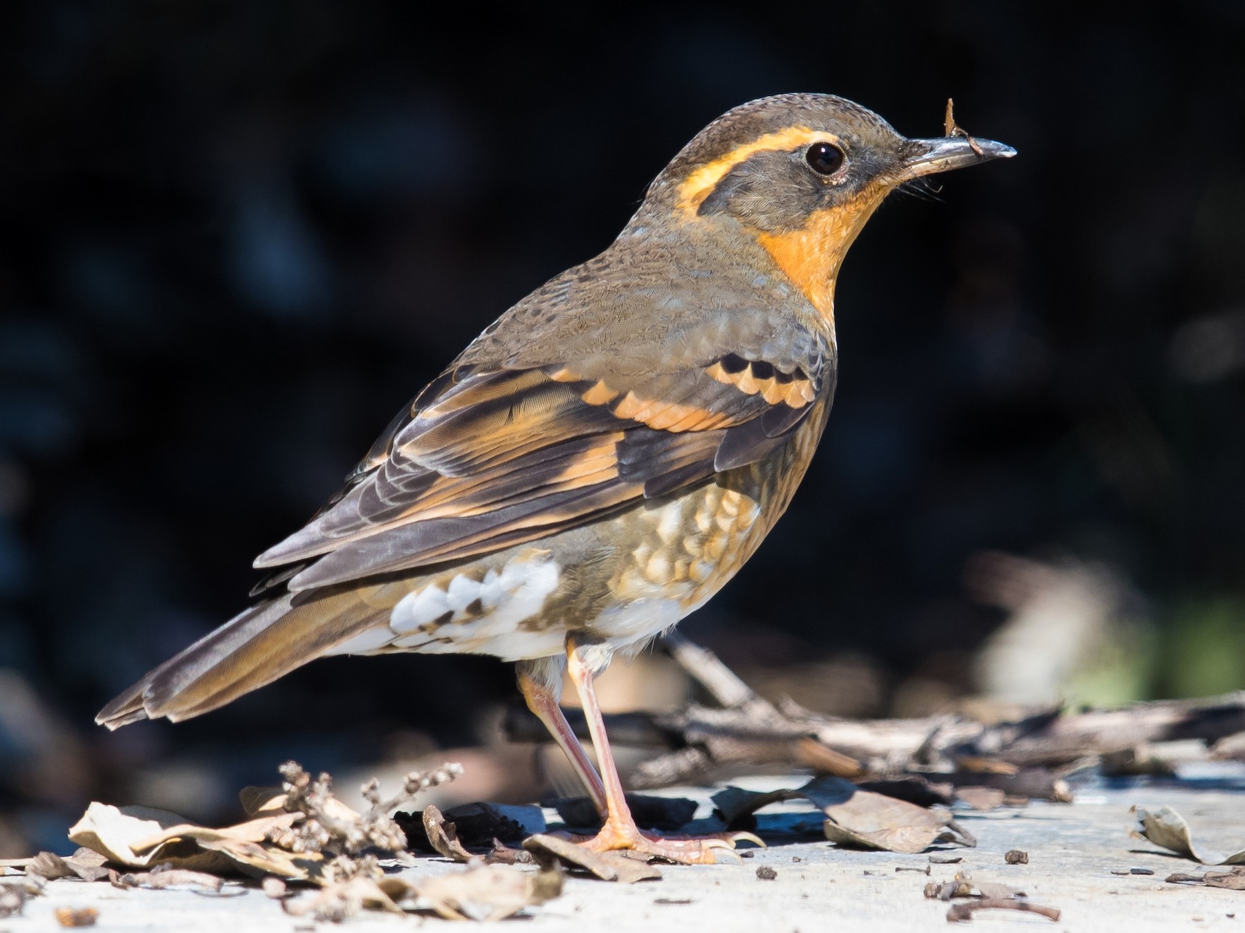 Varied Thrush - eBird