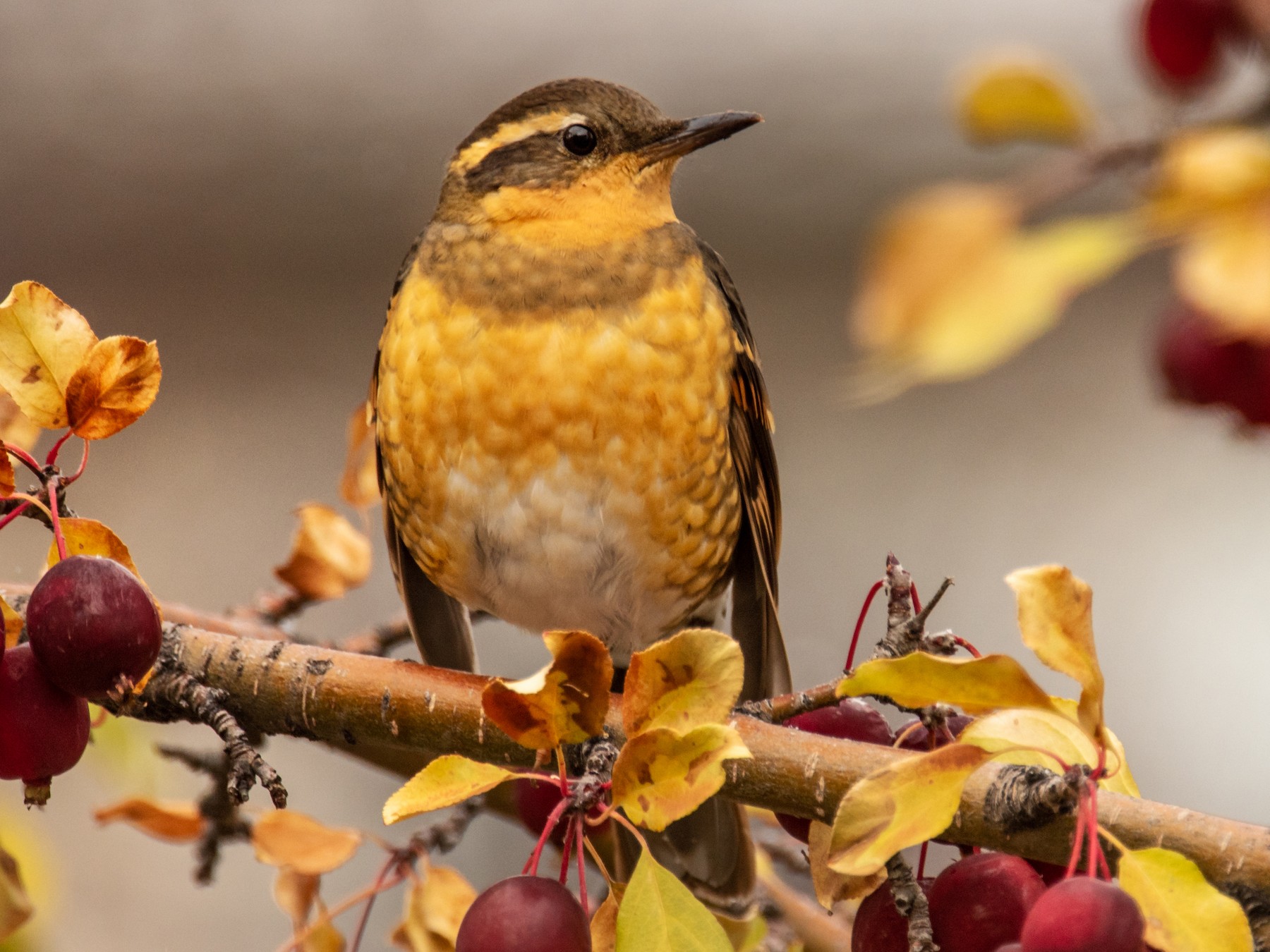 Varied Thrush Range