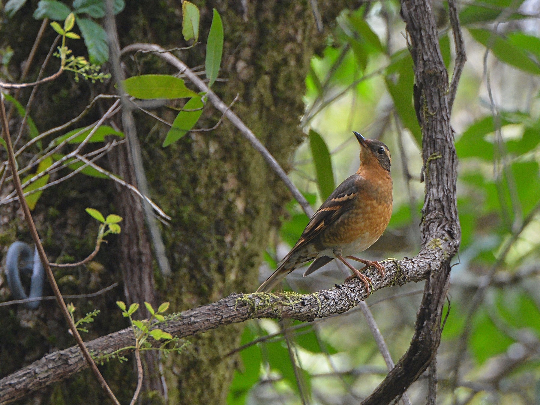 Varied Thrush - eBird