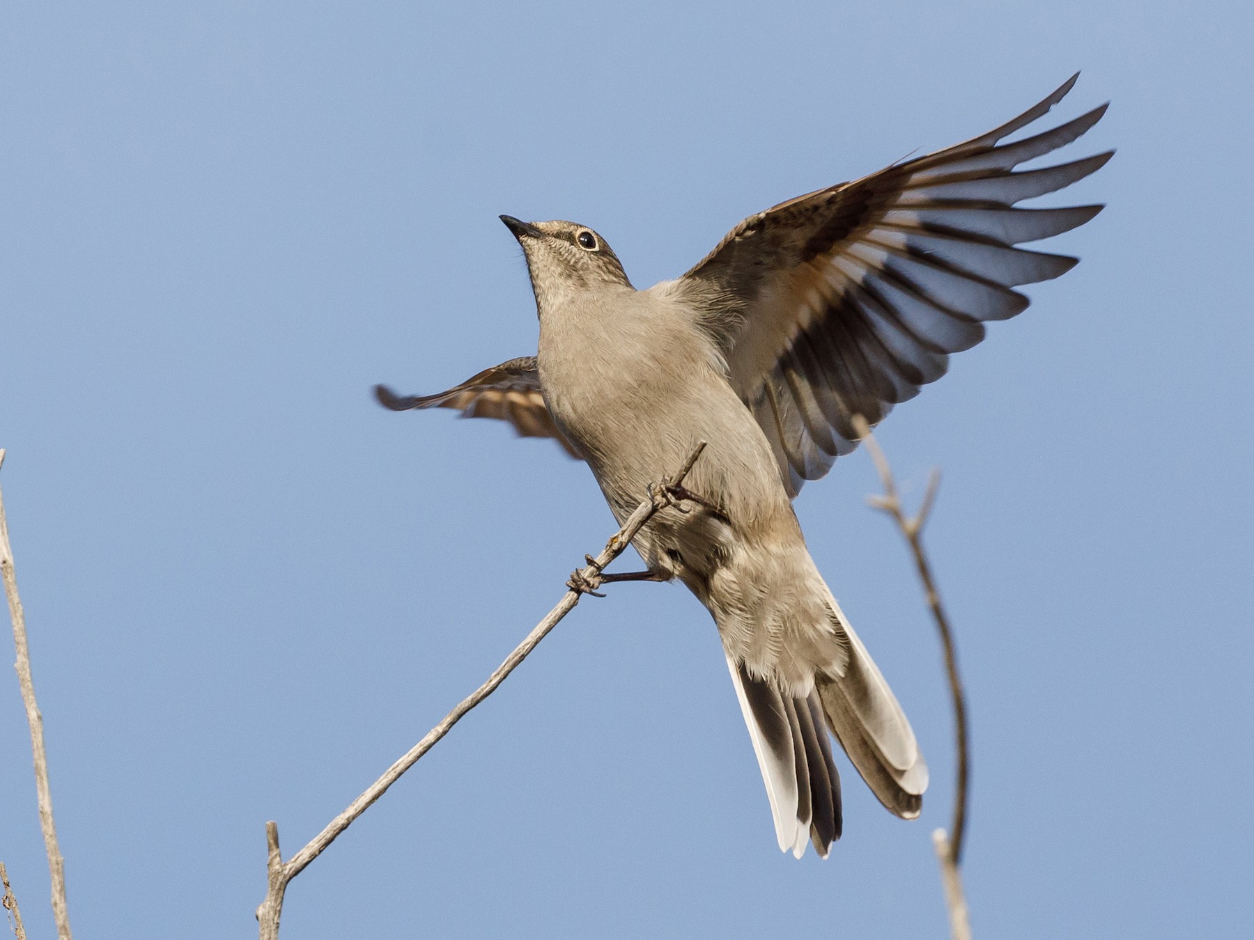 Townsend's Solitaire - eBird