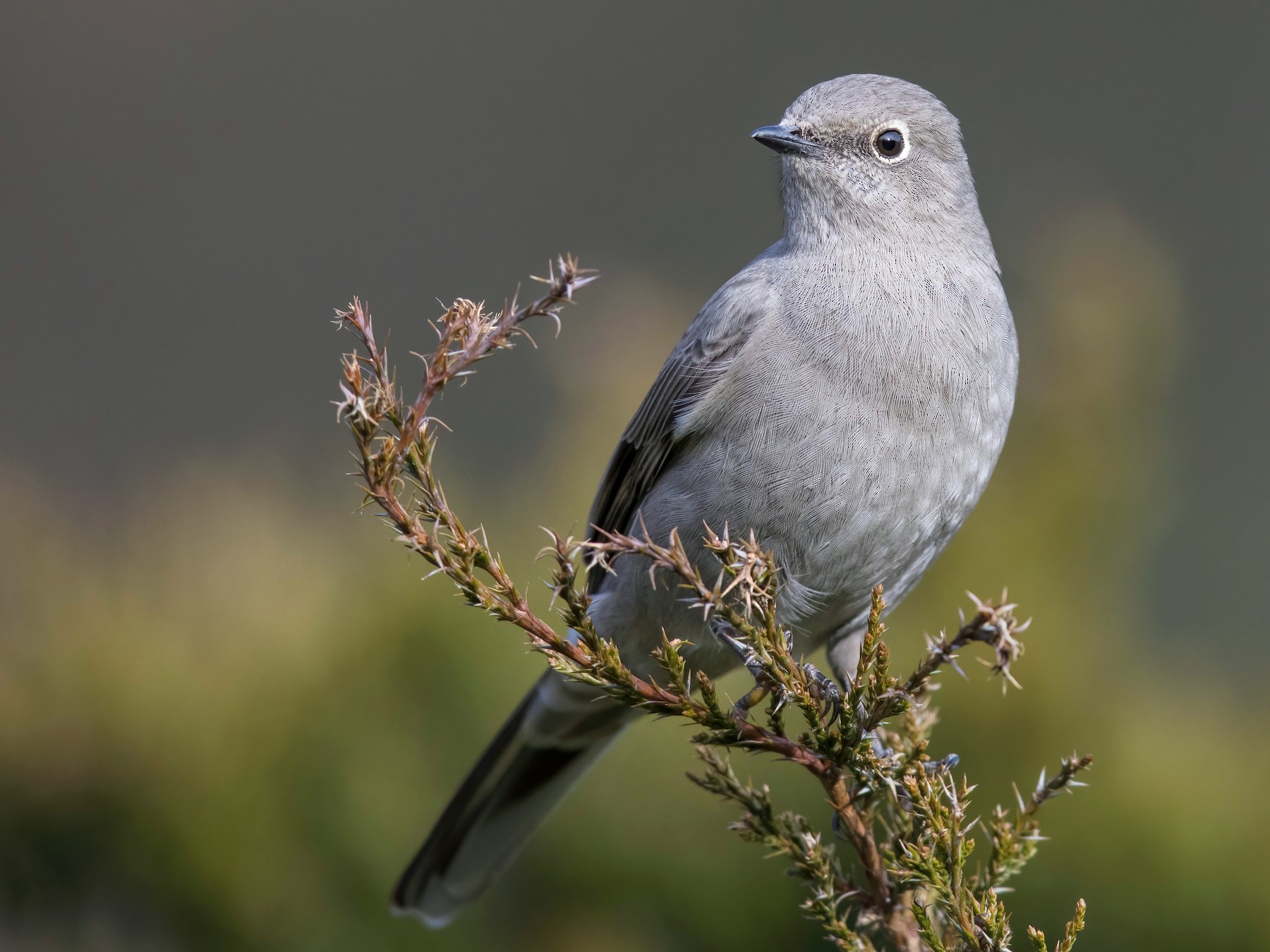 Townsend's Solitaire - eBird